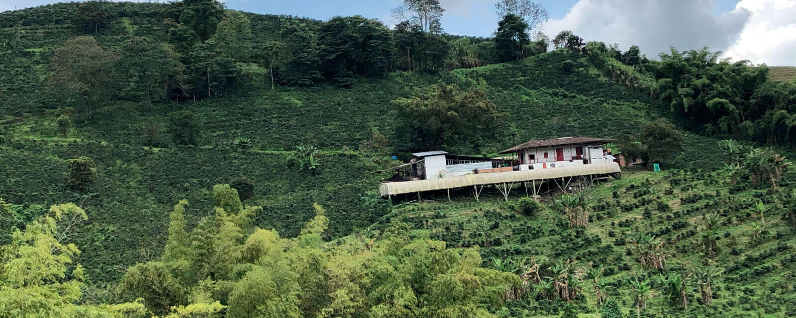 COFFEE AXIS - CLEARPATH COFFEE